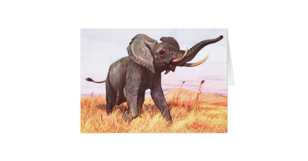 African elephant Card | Zazzle