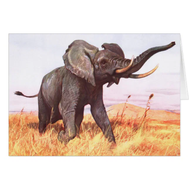 African elephant Card | Zazzle