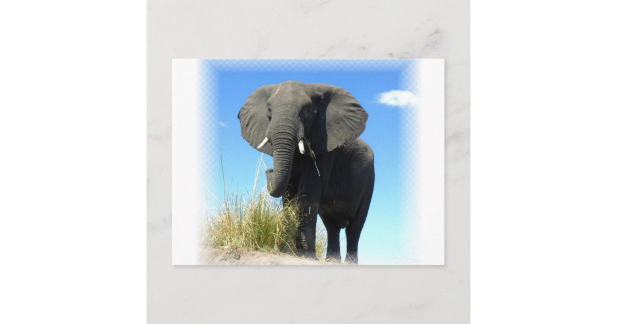 African Elephant Postcard | Zazzle