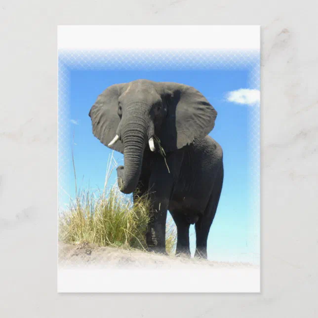 African Elephant Postcard | Zazzle