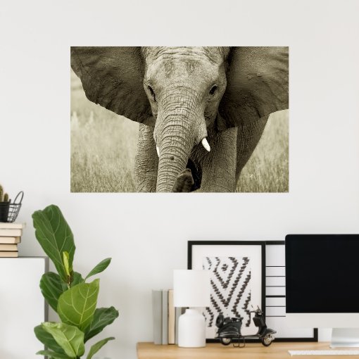 African Elephant poster, print, picture Poster | Zazzle