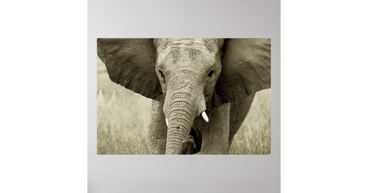 African Elephant poster, print, picture Poster | Zazzle