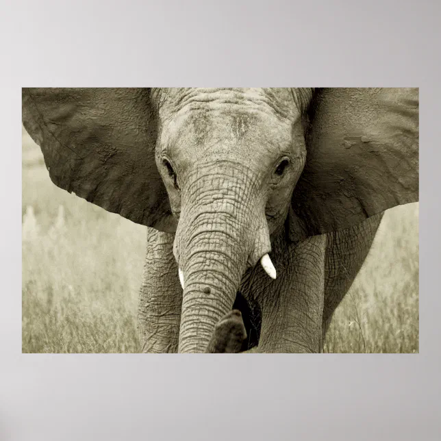 African Elephant poster, print, picture Poster | Zazzle