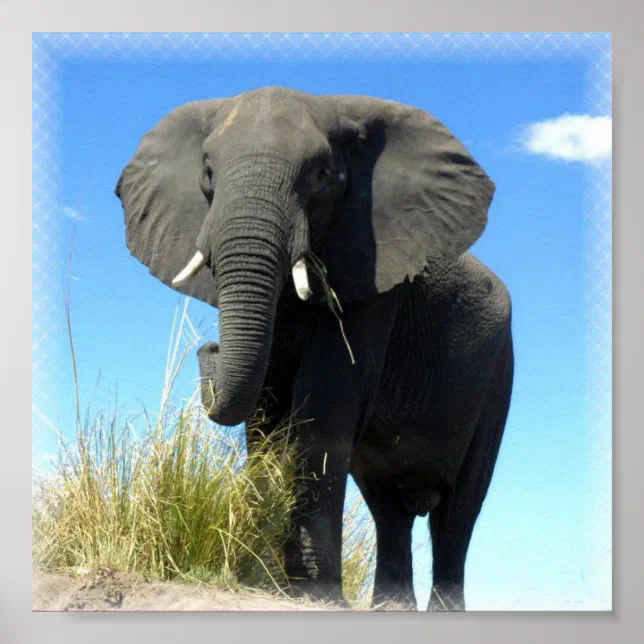 African Elephant Print | Zazzle