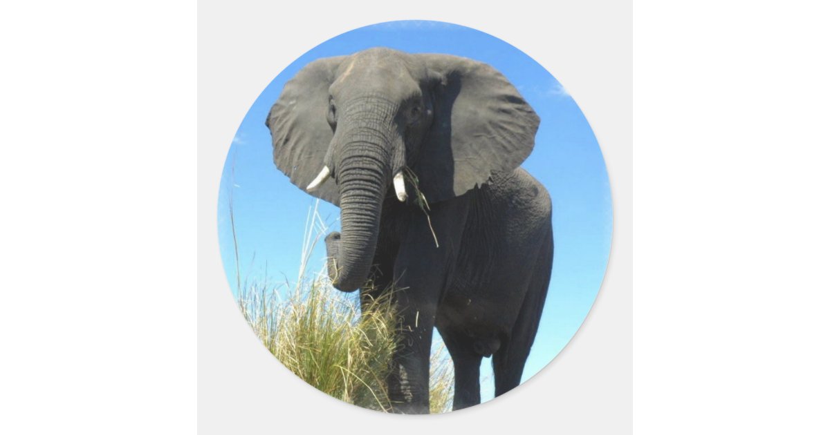 African Elephant Sticker | Zazzle