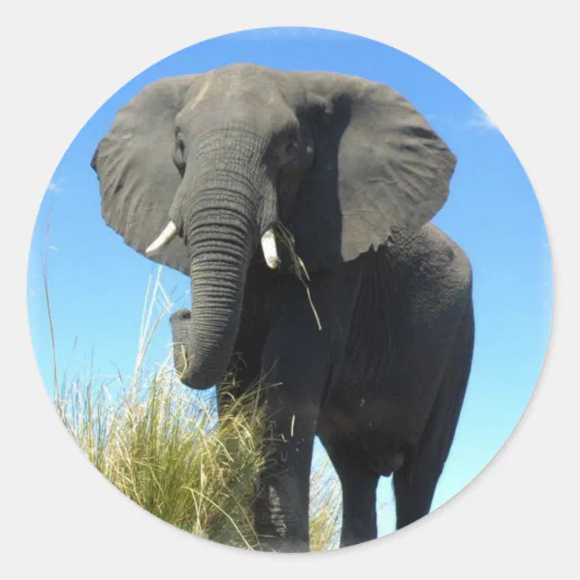 African Elephant Sticker | Zazzle