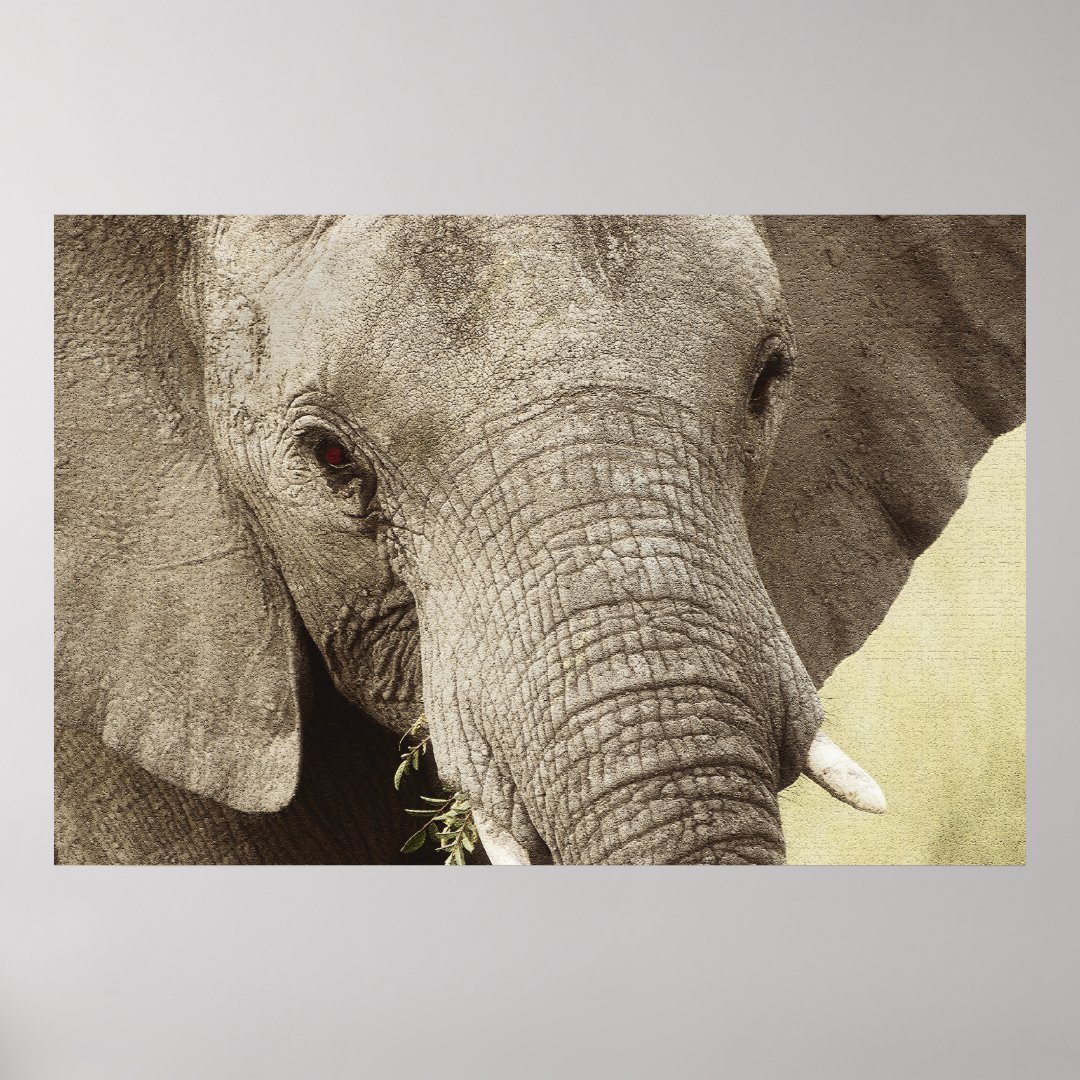 African elephant wildlife posters, images, prints | Zazzle