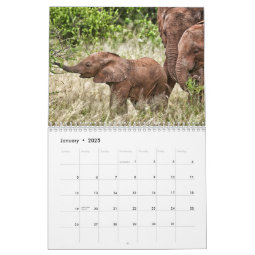 African Elephants 2021 Wall Calendar | Zazzle