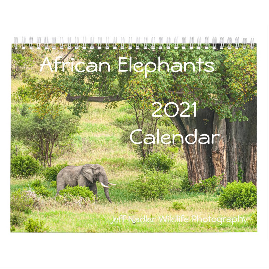 African Elephants 2021 Wall Calendar | Zazzle