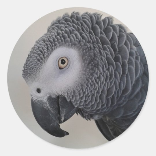 African Grey Parrot Head Stickers | Zazzle.com