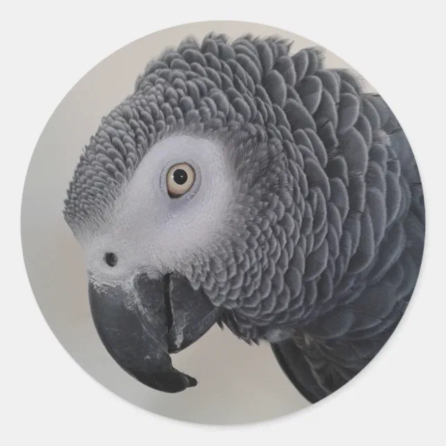 African Grey Parrot Head Stickers | Zazzle