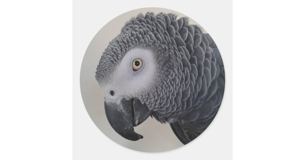African Grey Parrot Head Stickers | Zazzle
