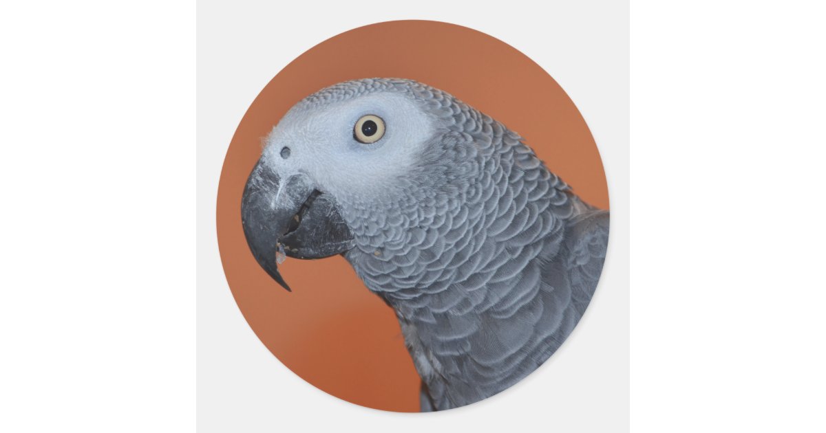 African Grey Parrot Stickers | Zazzle