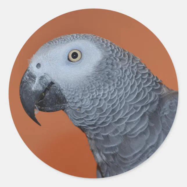 African Grey Parrot Stickers | Zazzle