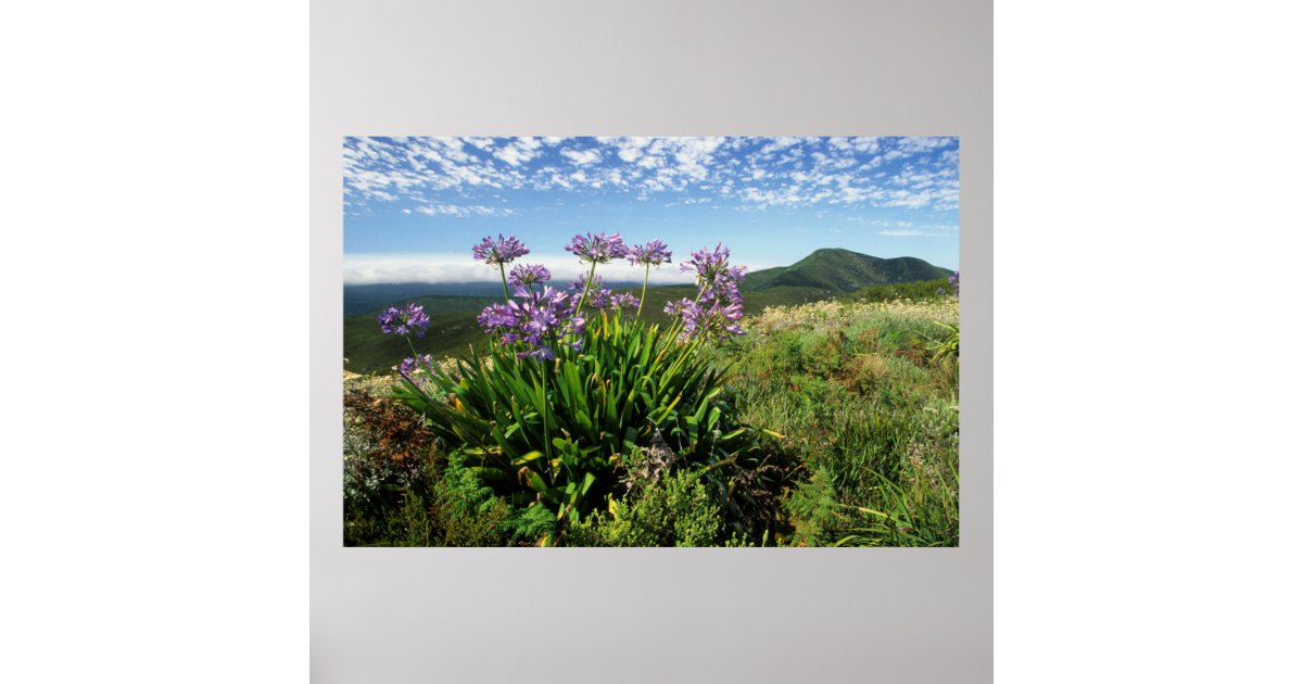African Lily (Agapanthus praecox), Mossel Bay Poster | Zazzle