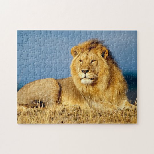 African Lion 2 Jigsaw Puzzle | Zazzle.com