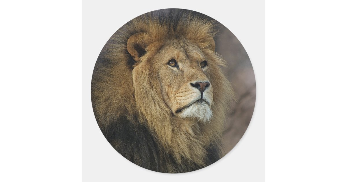 African Lion Classic Round Sticker | Zazzle