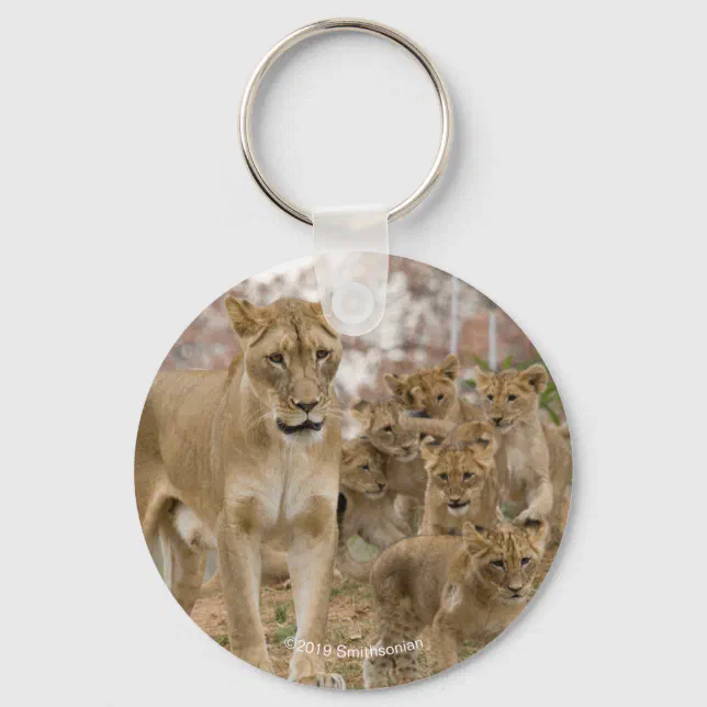 African Lion Cubs with Mother Keychain | Zazzle