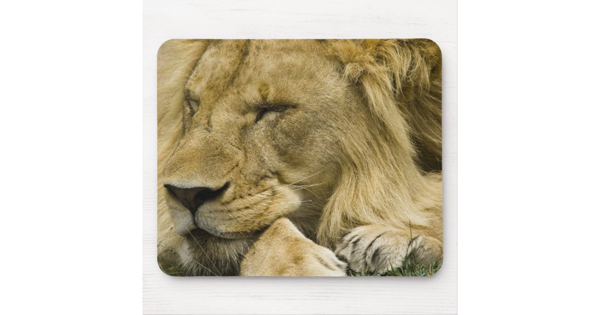 African Lion, Panthera leo, laying down asleep Mouse Pad | Zazzle