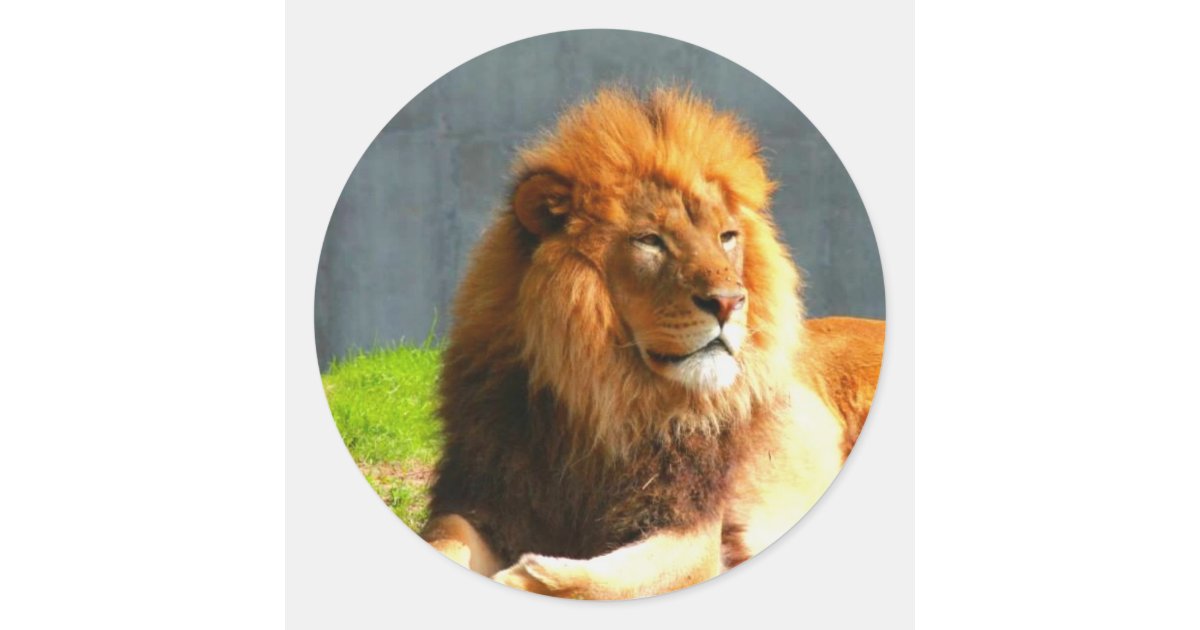 African Lion stickers | Zazzle
