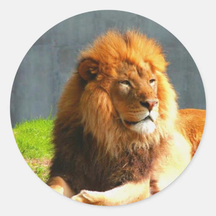 African Lion stickers | Zazzle