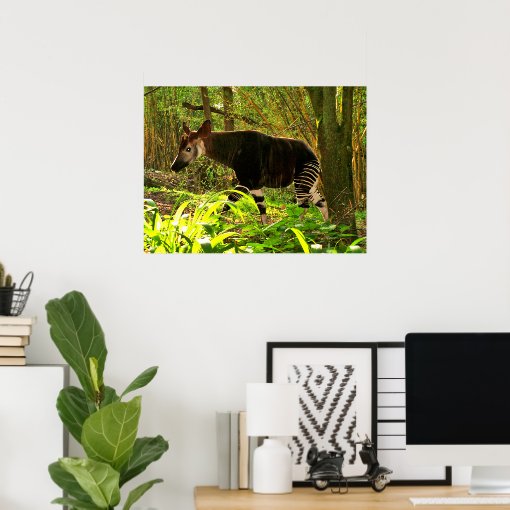 African Okapi Poster | Zazzle