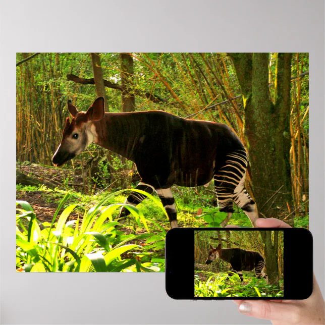 African Okapi Poster | Zazzle