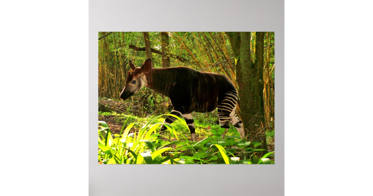 African Okapi Poster | Zazzle