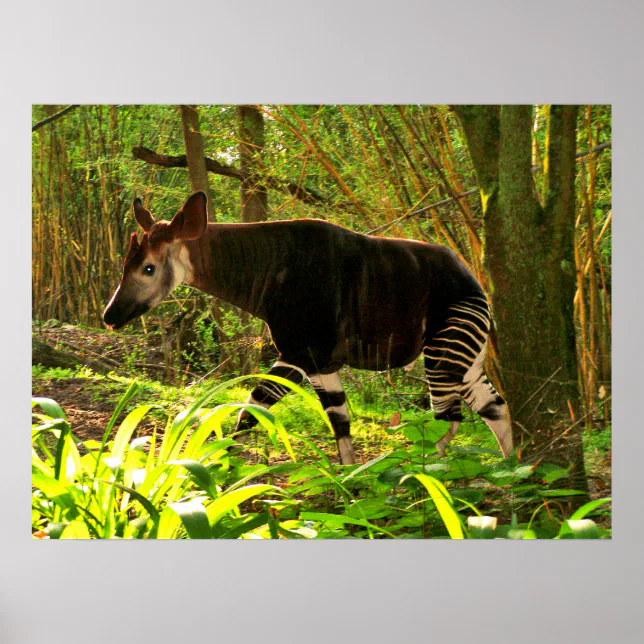 African Okapi Poster | Zazzle
