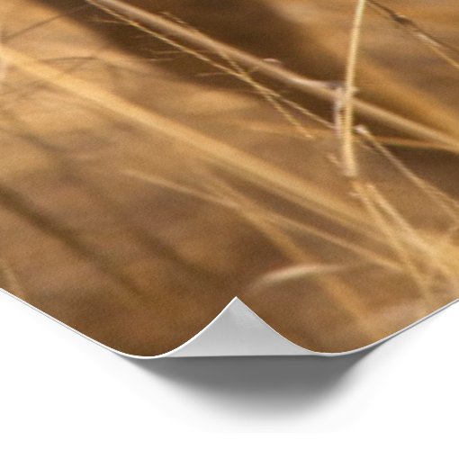 African Painted Wild Dog Poster | Zazzle