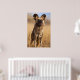 African Painted Wild Dog Poster | Zazzle