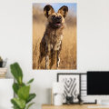 African Painted Wild Dog Poster | Zazzle