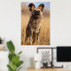 African Painted Wild Dog Poster | Zazzle