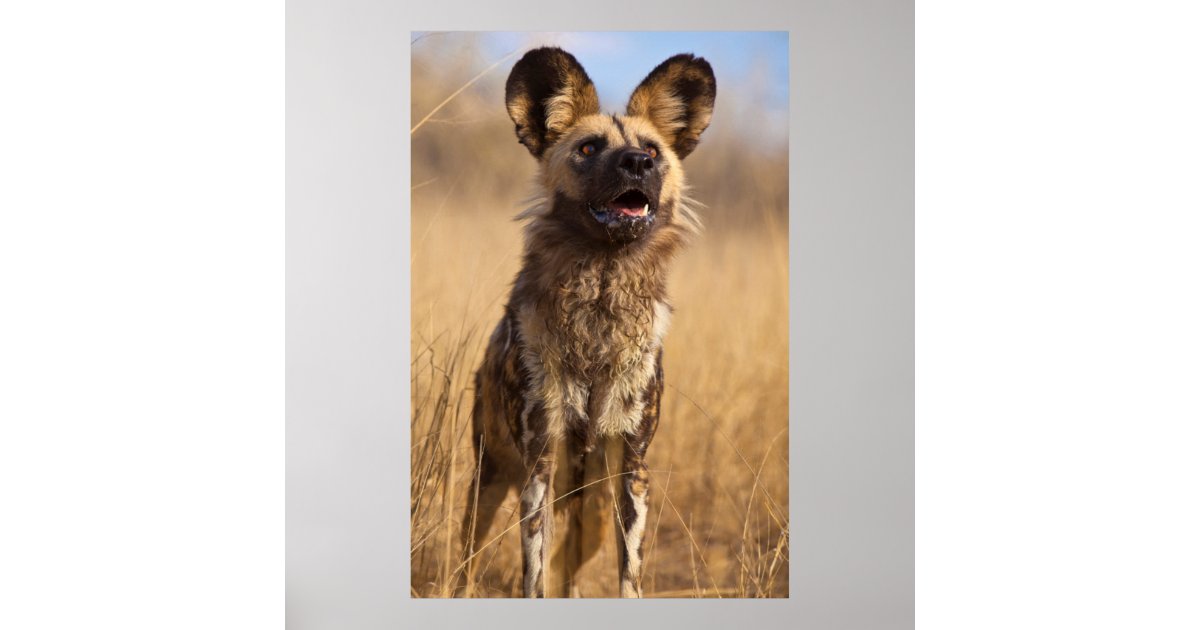 African Painted Wild Dog Poster | Zazzle