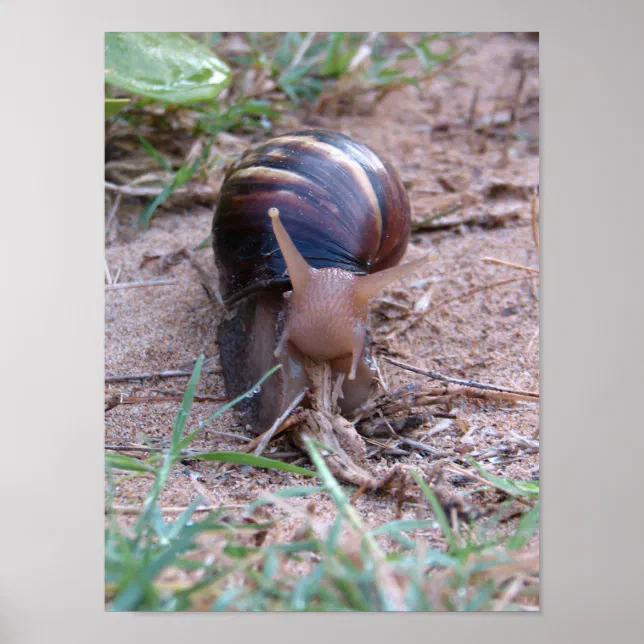 African Snail Poster | Zazzle