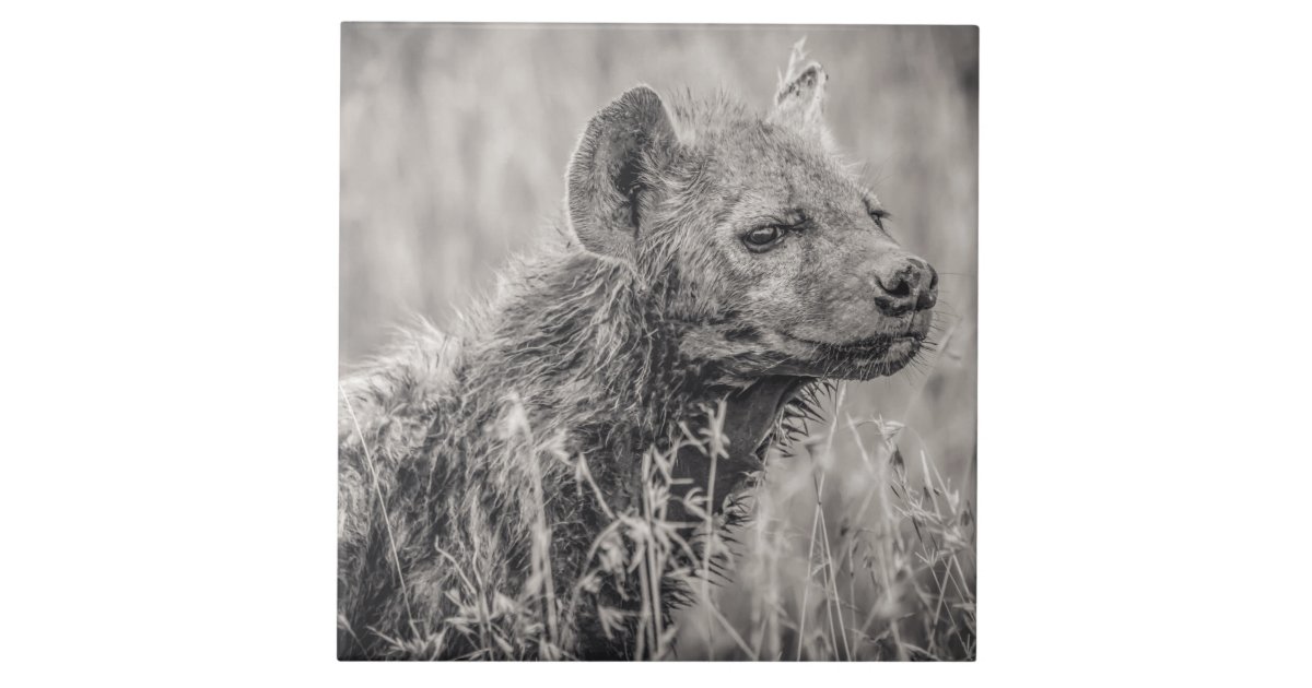 African Spotted Hyena Ceramic Tile | Zazzle