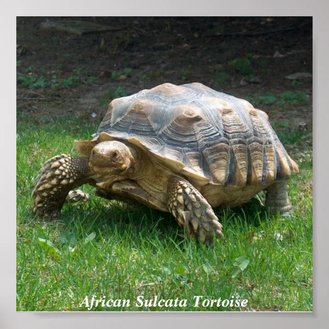 African Sulcata Tortoise Poster | Zazzle