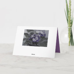 African Violet birthday Card | Zazzle