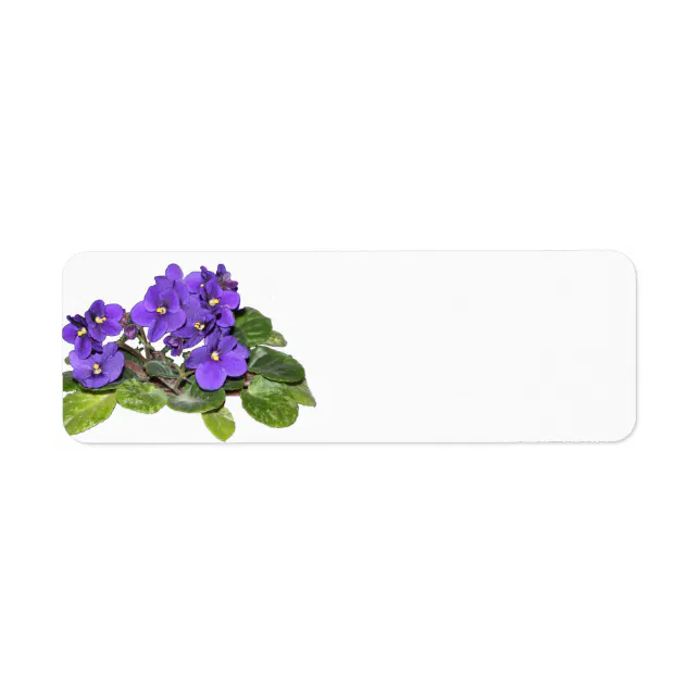 African violet label | Zazzle
