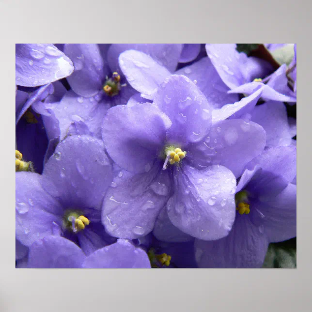 African Violets Macro Floral Print | Zazzle
