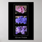 Blue Violets Poster Print | Zazzle.com