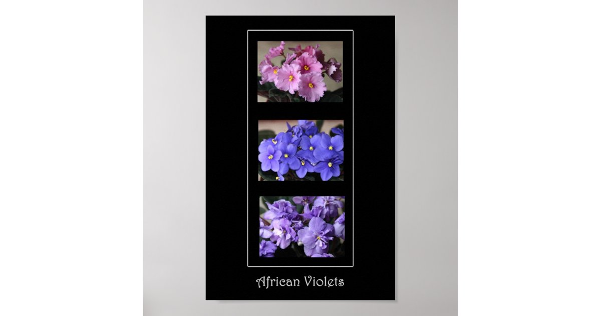 African Violets Poster | Zazzle