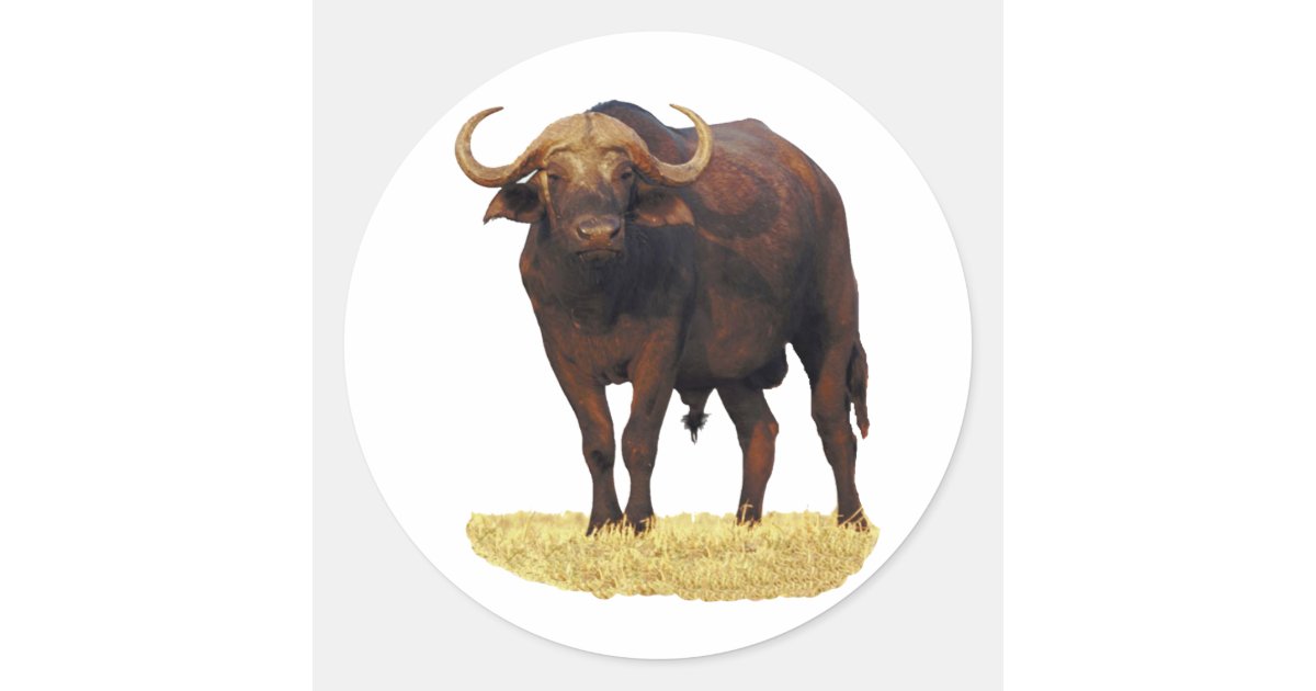 African Water Buffalo Classic Round Sticker | Zazzle