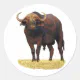 African Water Buffalo Classic Round Sticker | Zazzle