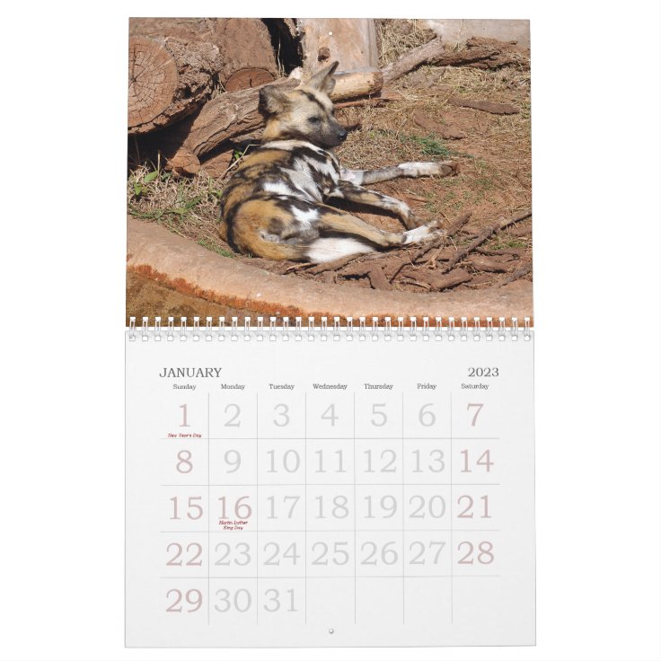 african-wild-dog-012, African Wild Dog Calendar | Zazzle