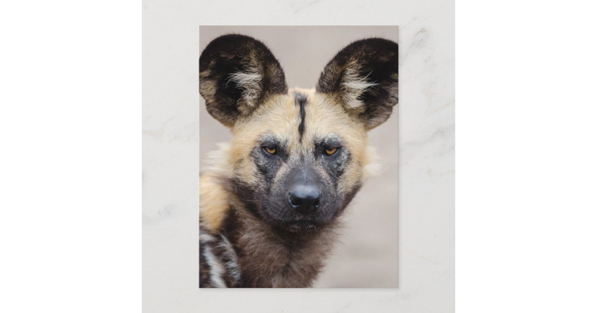 African Wild Dog (Painted Dog) Postcard | Zazzle