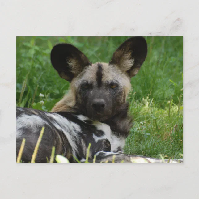 African Wild Dog Photo Postcard | Zazzle