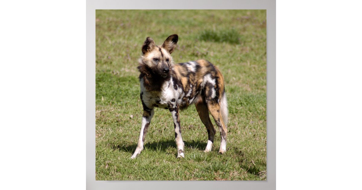 African Wild Dog Poster | Zazzle