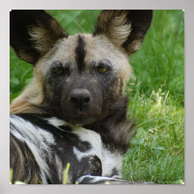 African Wild Dog Poster | Zazzle