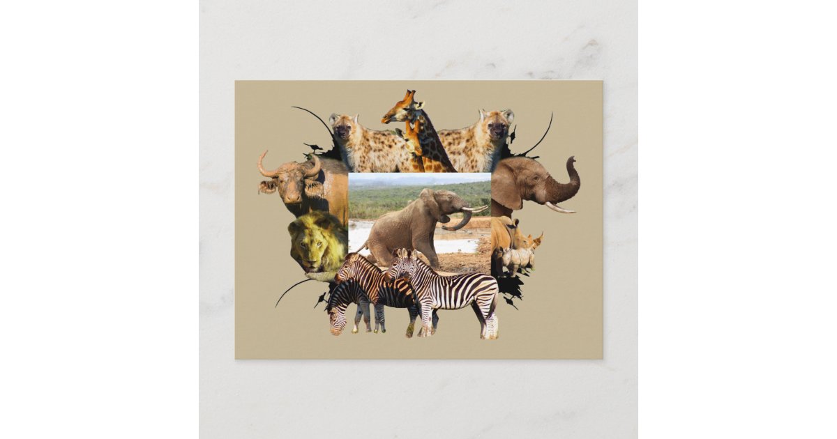 African Wildlife Frame Elephant Rising Postcard | Zazzle